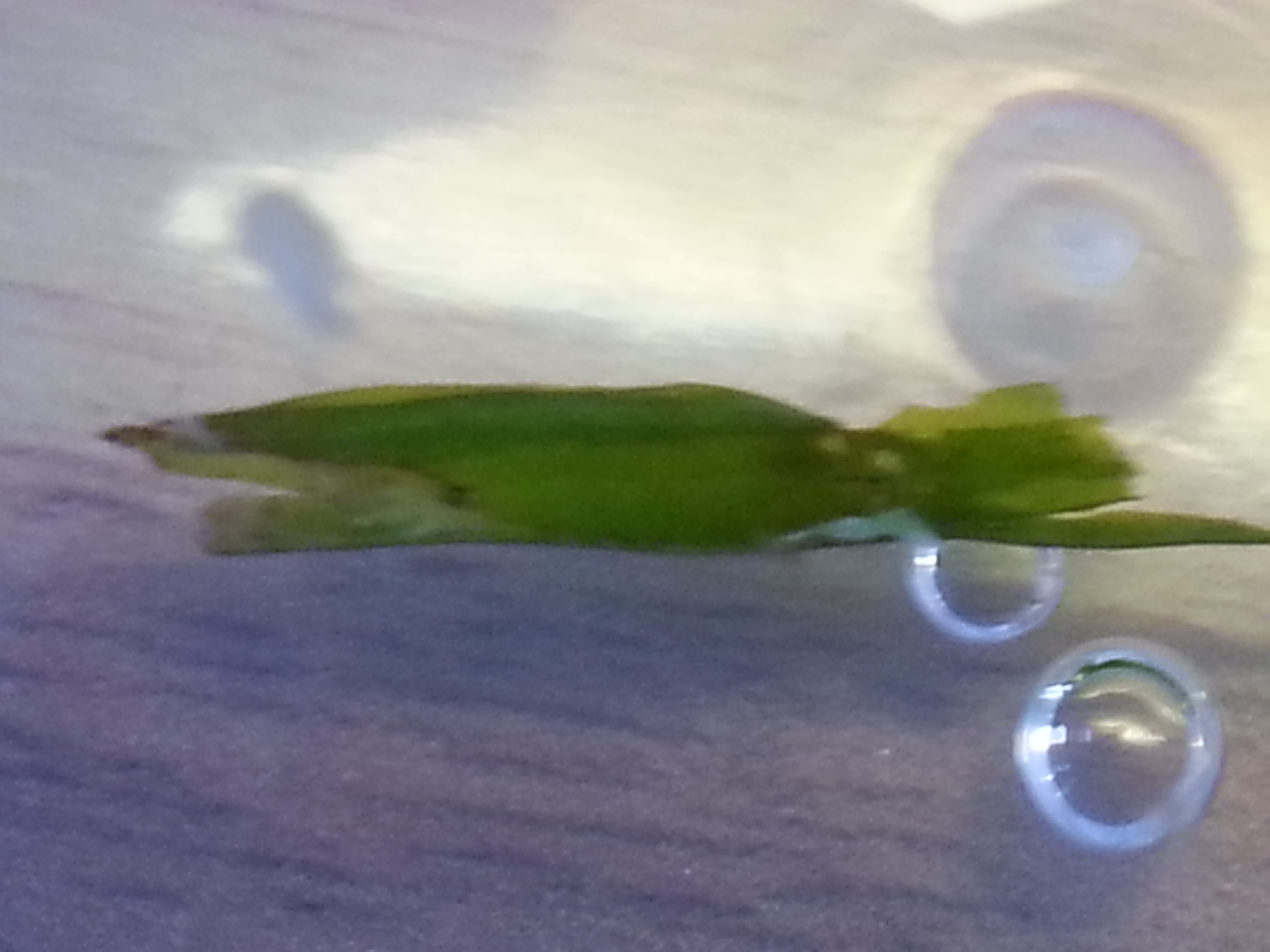 Was für eine Larve ist das?